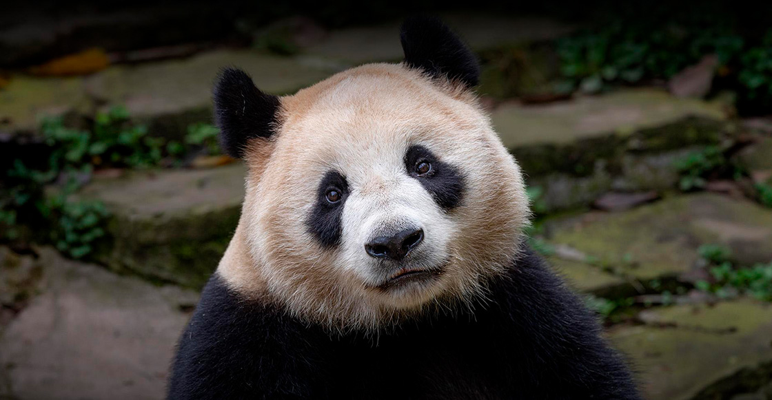 ¿Cómo ver a los nuevos pandas gigantes en el San Diego Zoo? - Sopitas USA